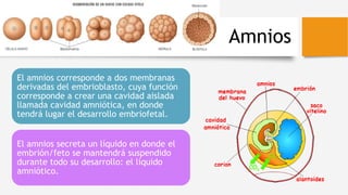 Anatomia de los reptiles y su descripción | PDF