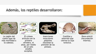 Anatomia de los reptiles y su descripción | PDF
