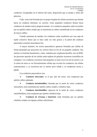 Anatomia del pancreas | PDF