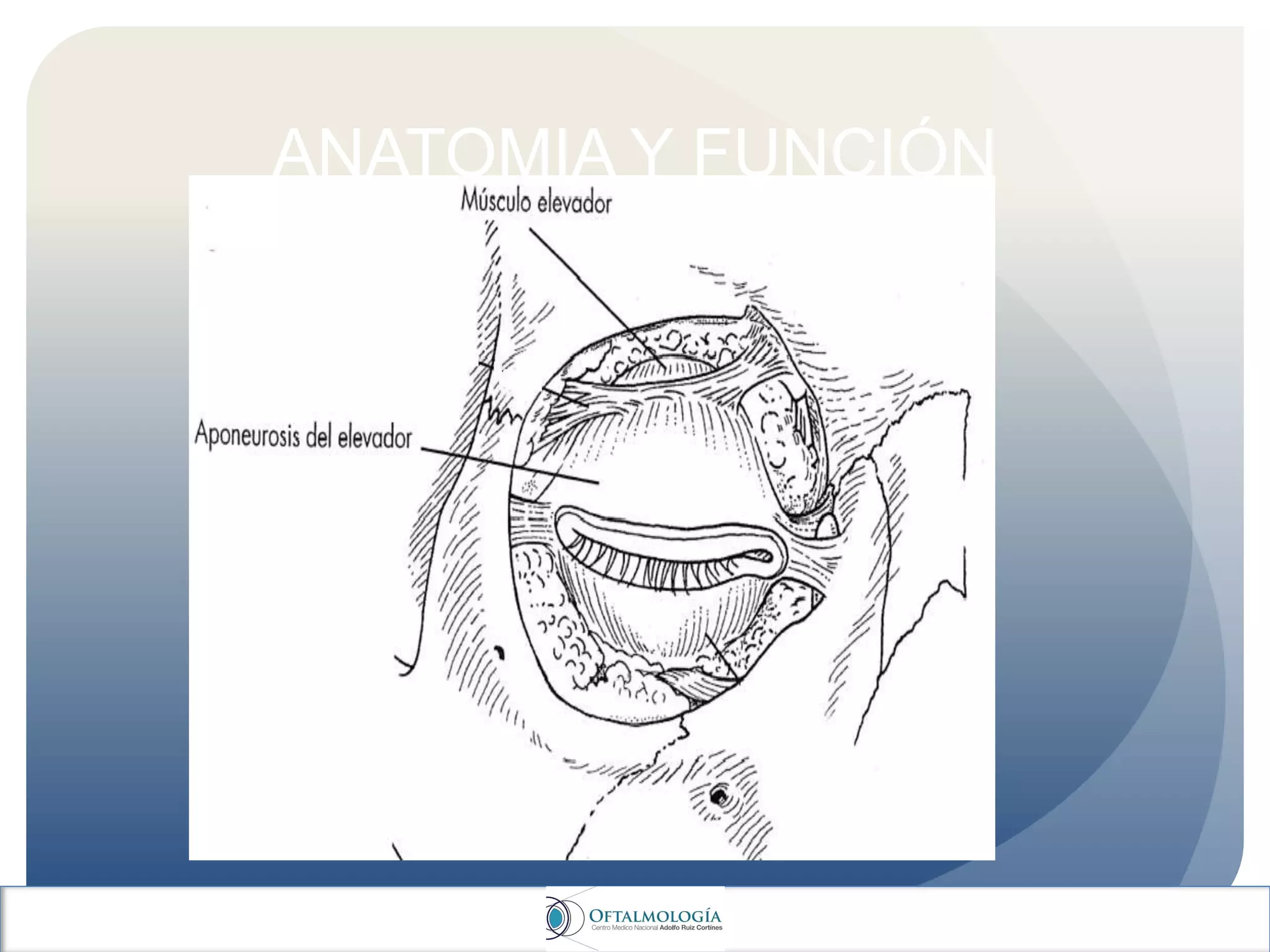 Anatomia del parpado | PPTX