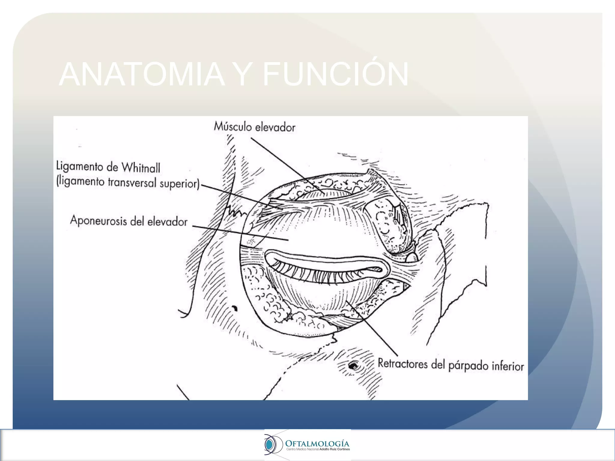 Anatomia del parpado | PPTX