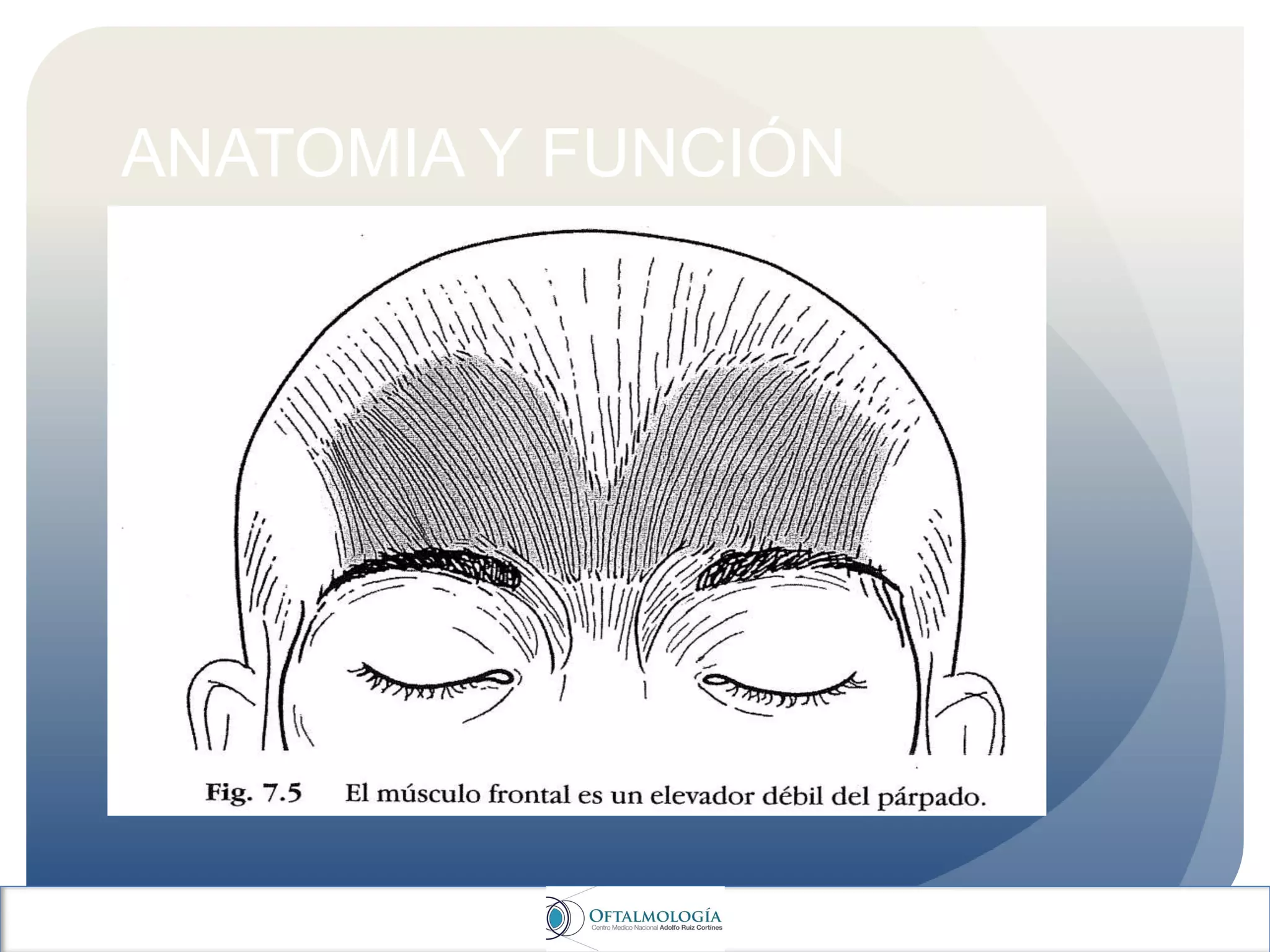 Anatomia del parpado | PPTX