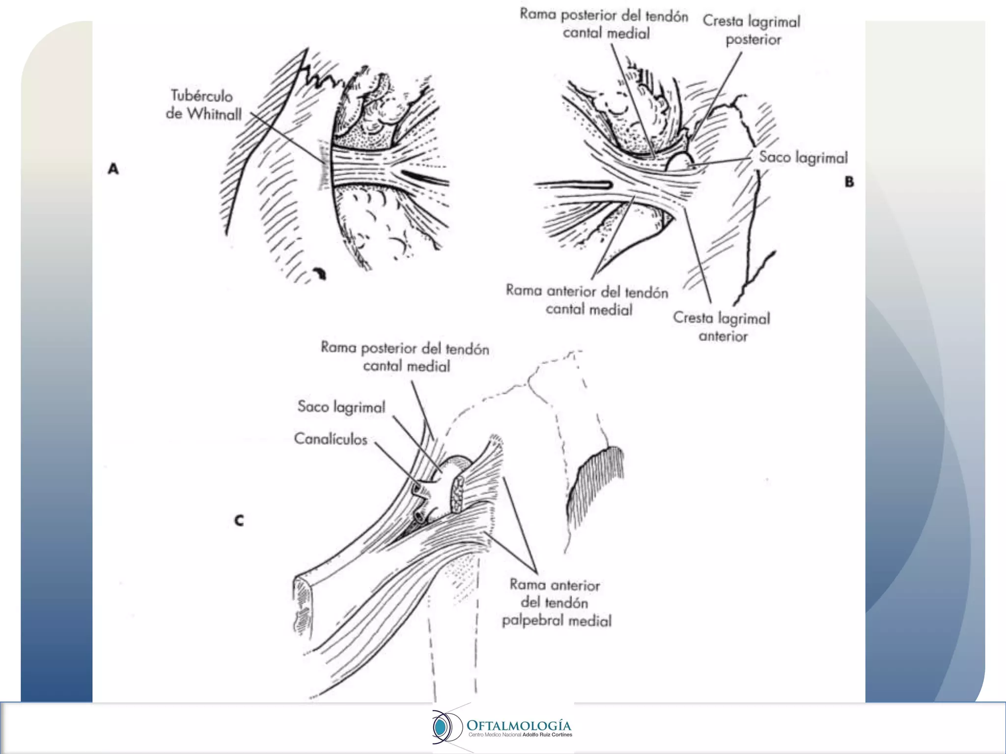 Anatomia del parpado | PPTX