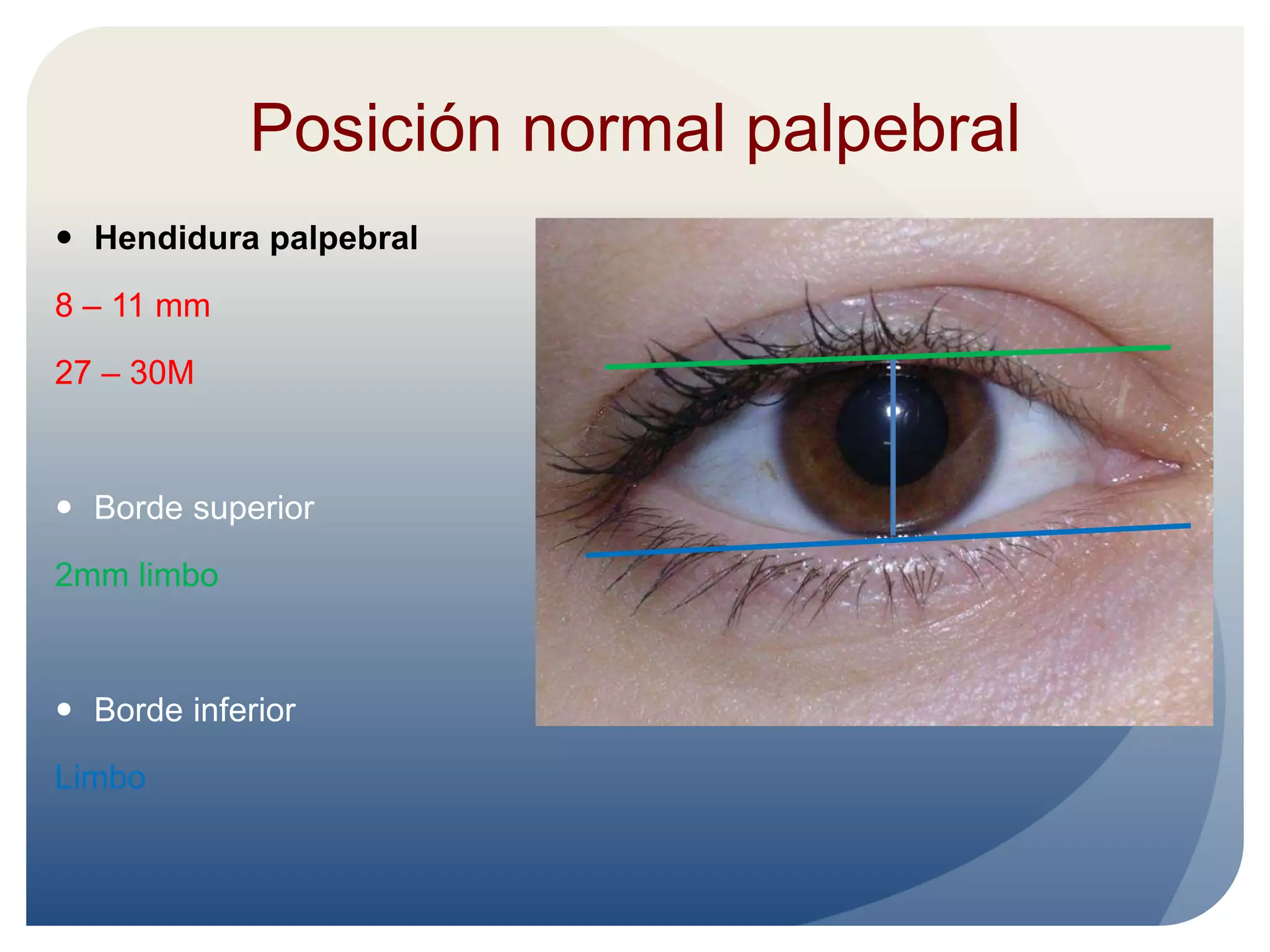 Anatomia del parpado | PPTX