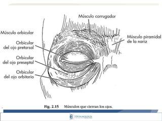 Anatomia del parpado | PPTX