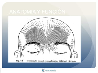 Anatomia del parpado | PPTX