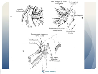 Anatomia del parpado | PPTX