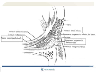 Anatomia del parpado | PPTX