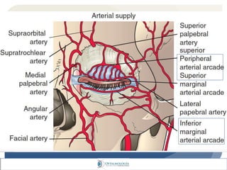 Anatomia del parpado | PPTX