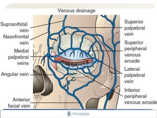 Anatomia del parpado | PPTX