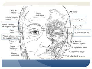 Anatomia del parpado | PPTX