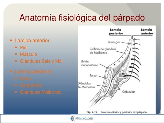 Anatomia del parpado
