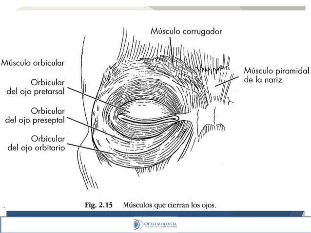 Anatomia del parpado