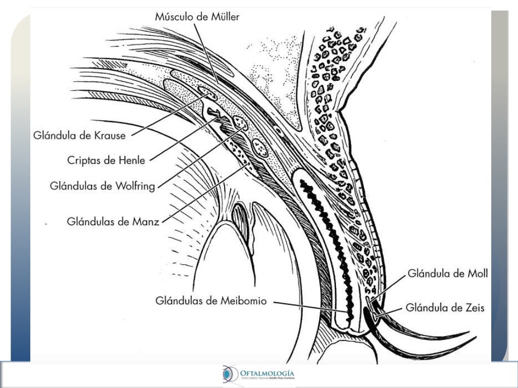 Anatomia del parpado