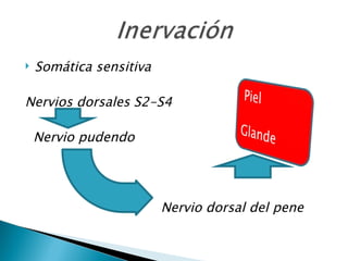 Anatomia del pene | PPT