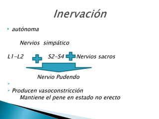 Anatomia del pene | PPT