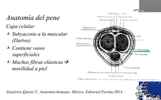 Anatomia del pene | PPTX