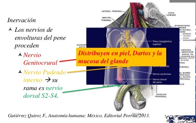 Anatomia del pene