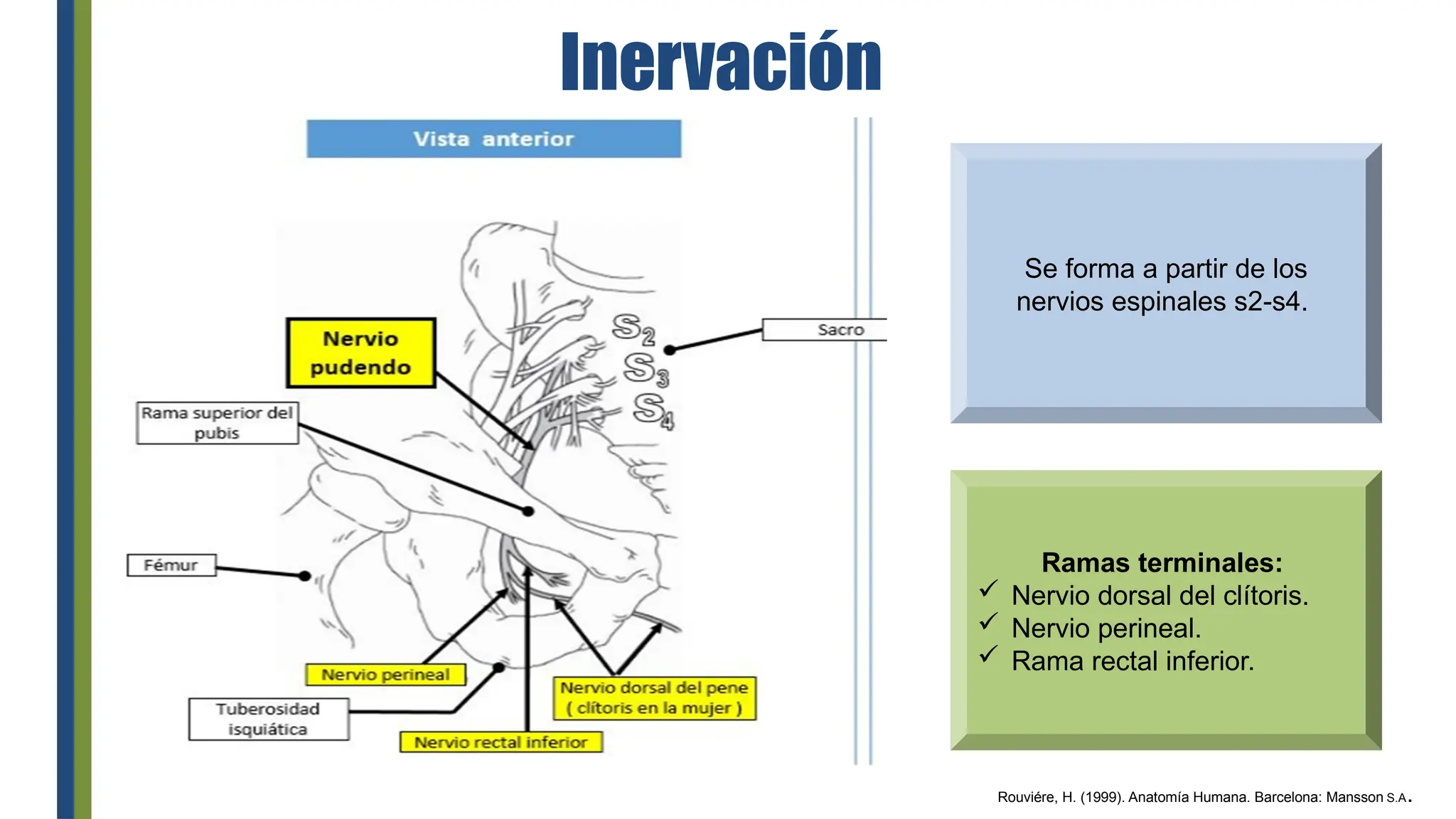 Anatomia del perine, que incluyen Generalidades sobre el periné ...