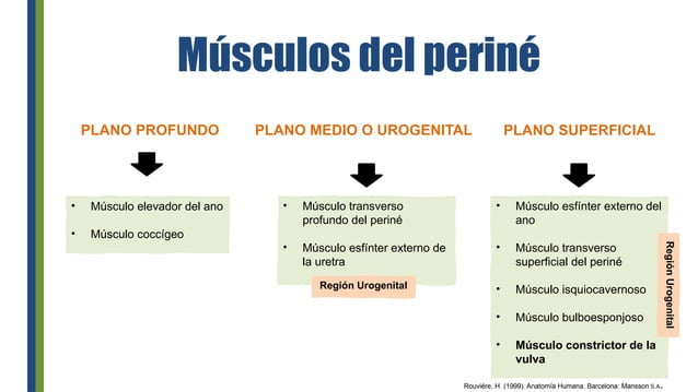Anatomia del perine, que incluyen Generalidades sobre el periné ...