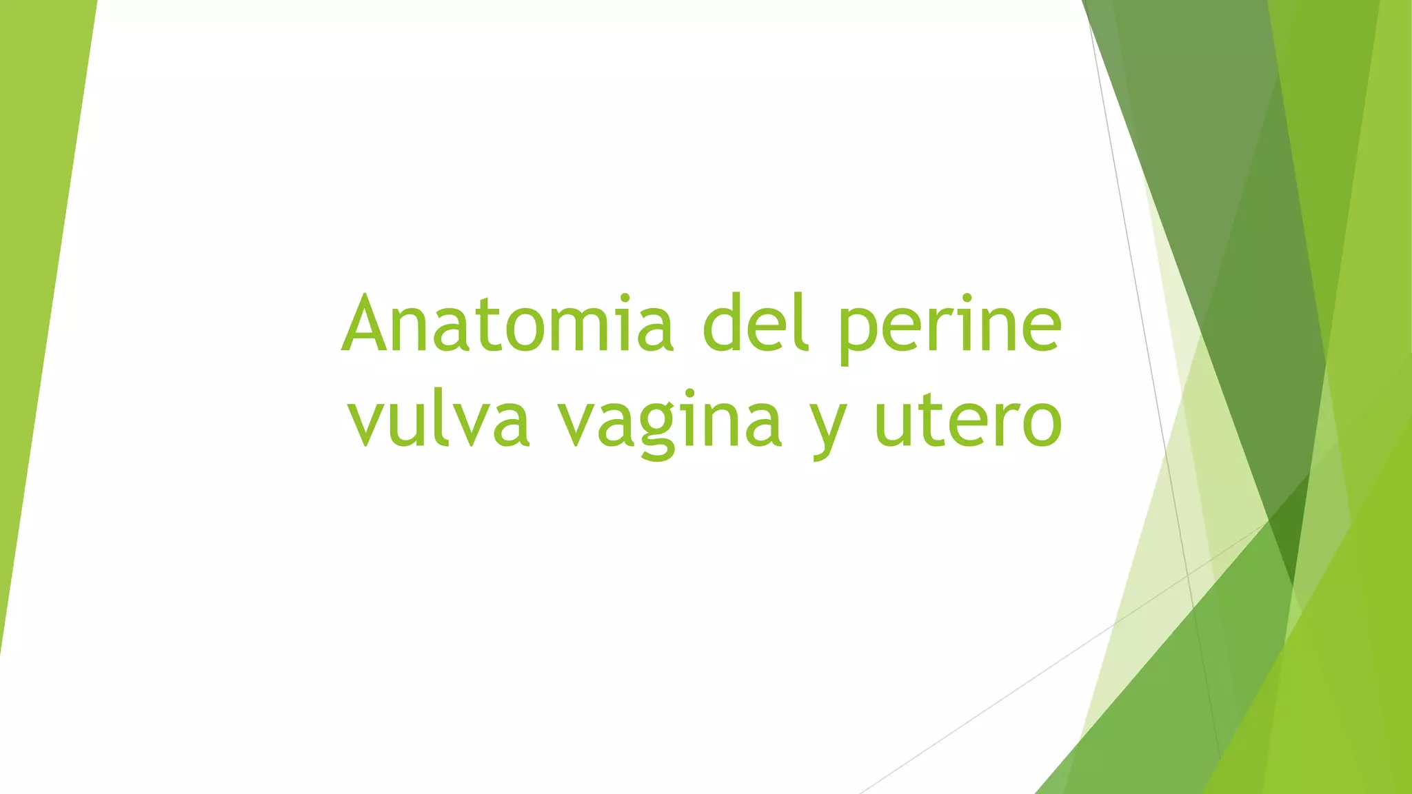 anatomia del perine vulva vagina.pptx
