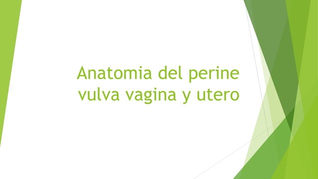 Anatomia Del Perine Vulva Vagina Pptx