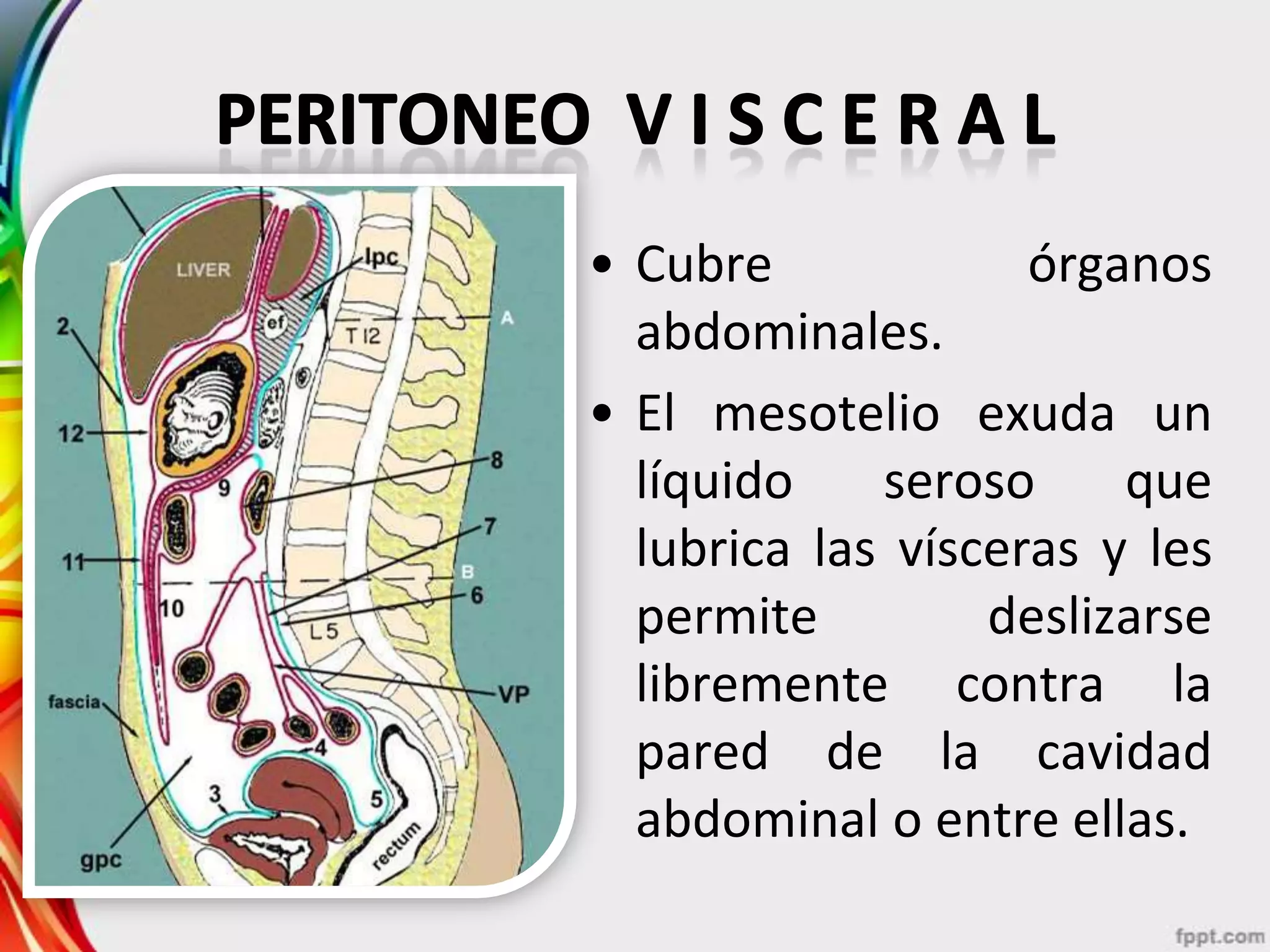 Anatomia del peritoneo