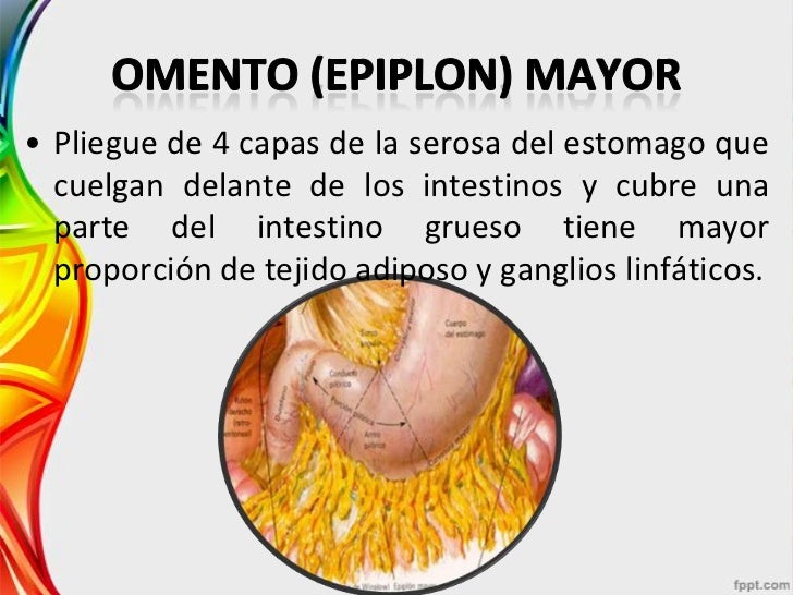 Anatomia del peritoneo