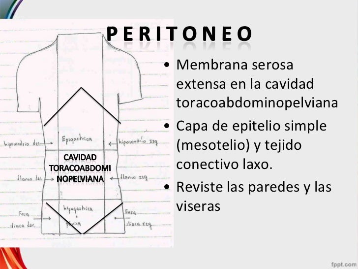 Anatomia del peritoneo