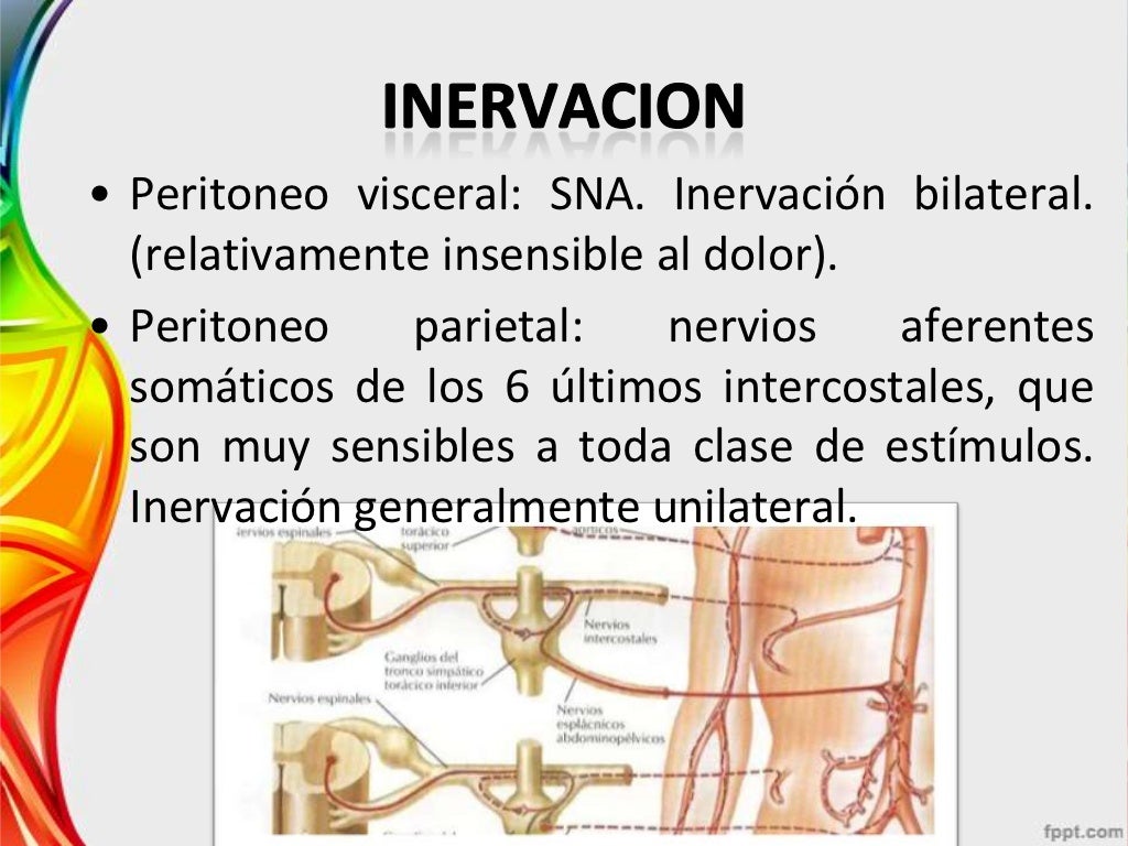 Anatomia del peritoneo
