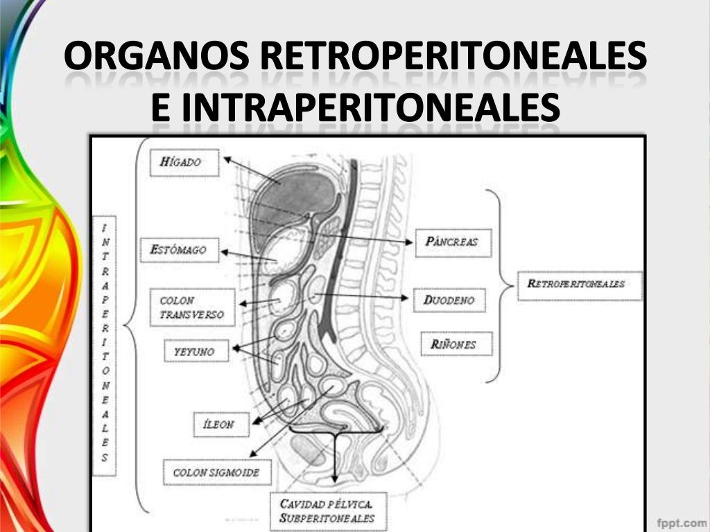 Anatomia del peritoneo