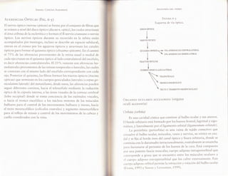 Anatomia del perro | PDF
