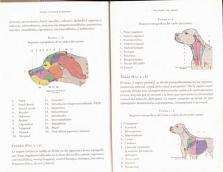 Anatomia del perro | PDF