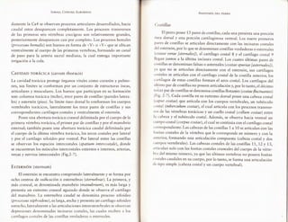 Anatomia del perro | PDF