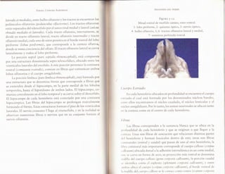 Anatomia del perro | PDF