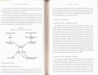 Anatomia del perro | PDF