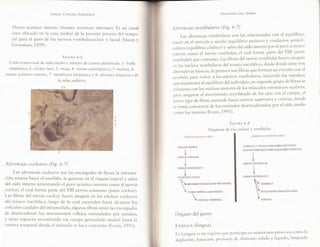 Anatomia del perro | PDF