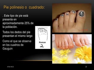 Anatomia del pie | PPTX