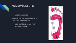 REPASO DE ANATOMIA DEL PIE ORTOPEDIA Y TRAUMA | PPTX
