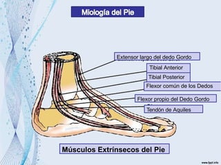 anatomia del pie.pptx PRESENTACION ANATOMIA | PPTX