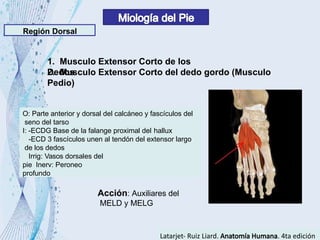 anatomia del pie.pptx PRESENTACION ANATOMIA | PPTX