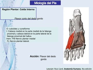 anatomia del pie.pptx PRESENTACION ANATOMIA | PPTX
