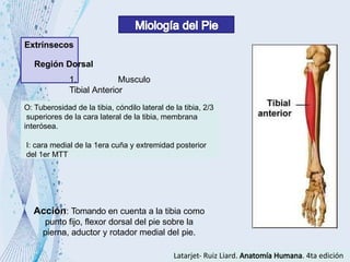 anatomia del pie.pptx PRESENTACION ANATOMIA | PPTX