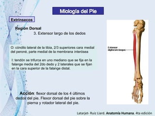 anatomia del pie.pptx PRESENTACION ANATOMIA | PPTX