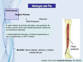 anatomia del pie.pptx PRESENTACION ANATOMIA | PPTX