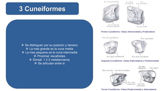 Anatomia osea del pie | PPTX