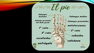 Anatomia del pies Julissa Araica.pptx