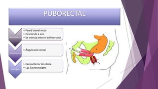 Anatomía del piso pélvico | PPTX