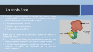 ANATOMIA DEL PISO PÉLVICO - ROLANDO.pptx