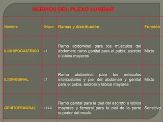 Anatomia del plexo lumbar111 | PPTX